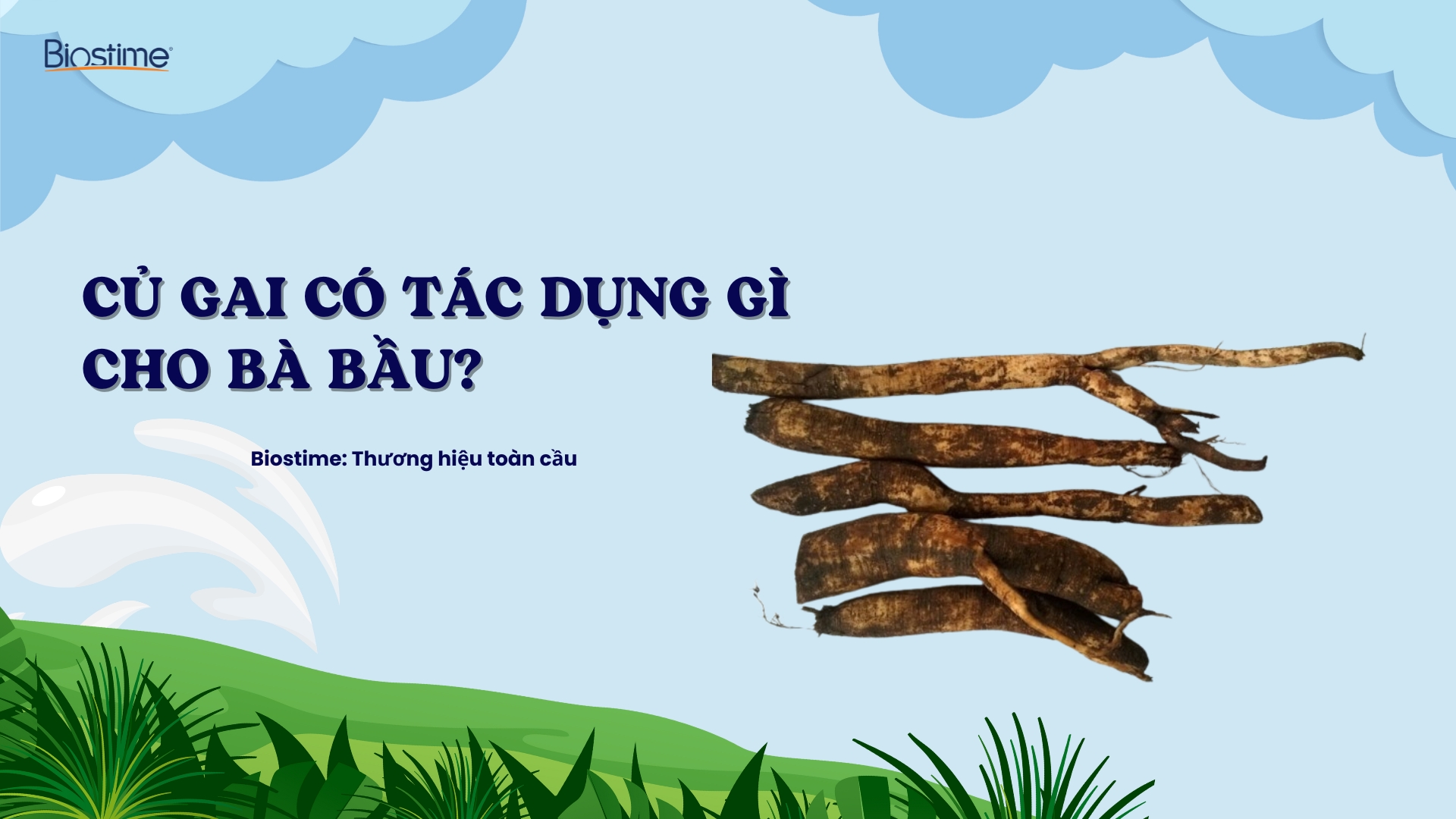 Củ gai có tác dụng gì cho bà bầu? Hướng dẫn dùng đúng cách